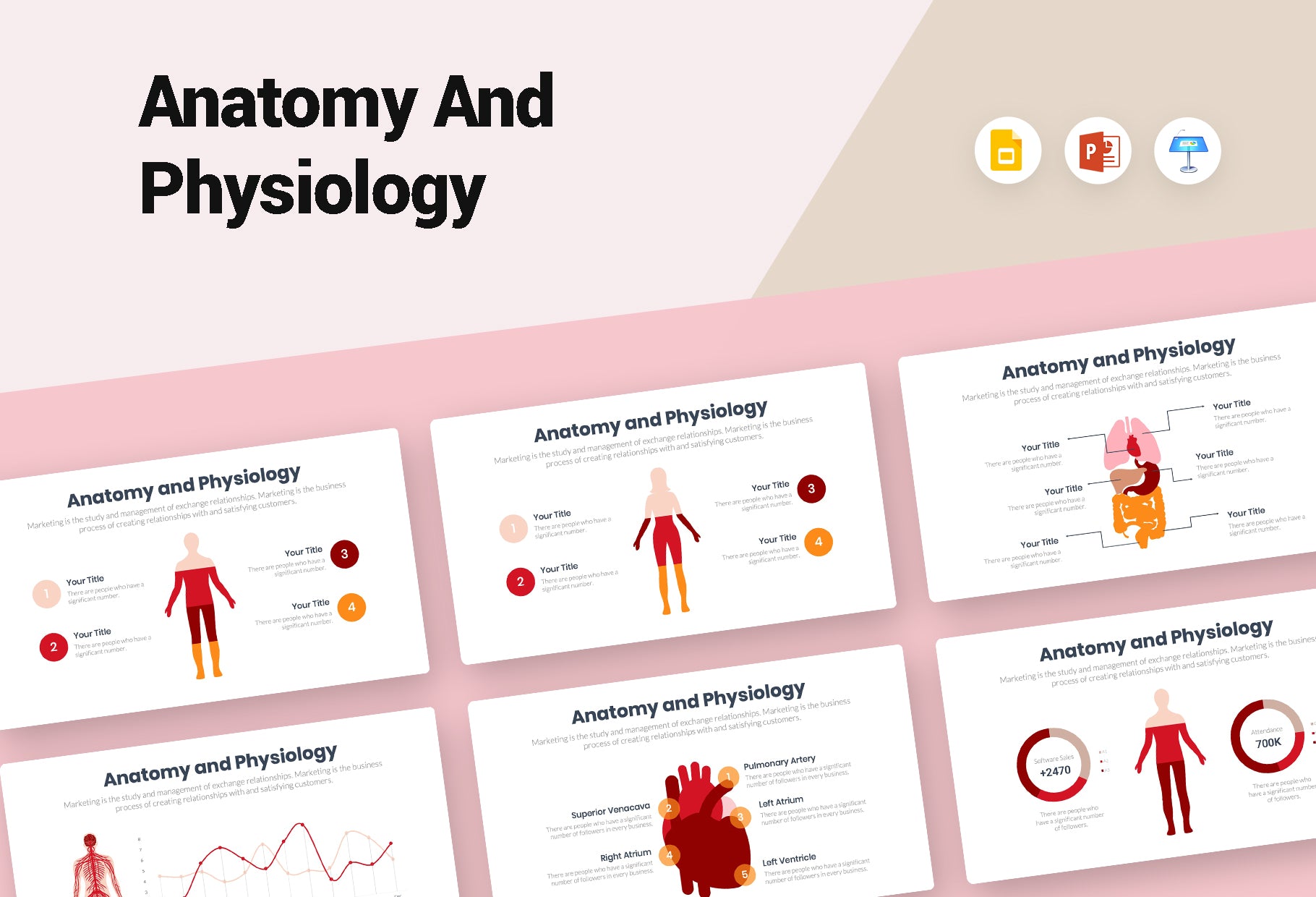 Anatomy and Physiology Infographics – infograpify